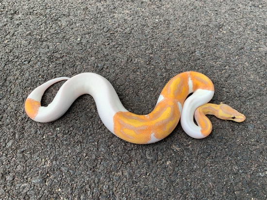 Banana Pied Ball Python by The Seventh Serpent