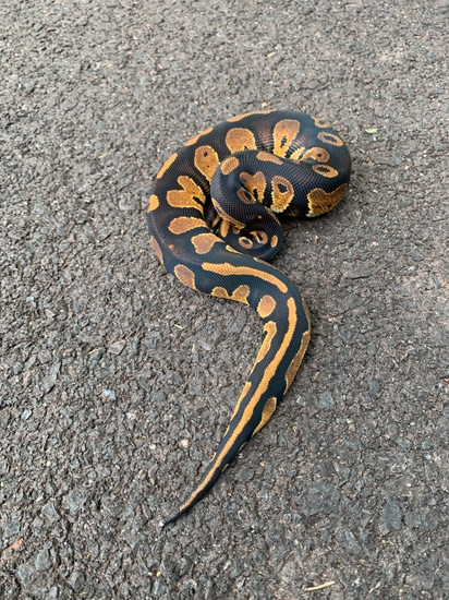 Black Head Red Gene Het Pied Ball Python by The Seventh Serpent