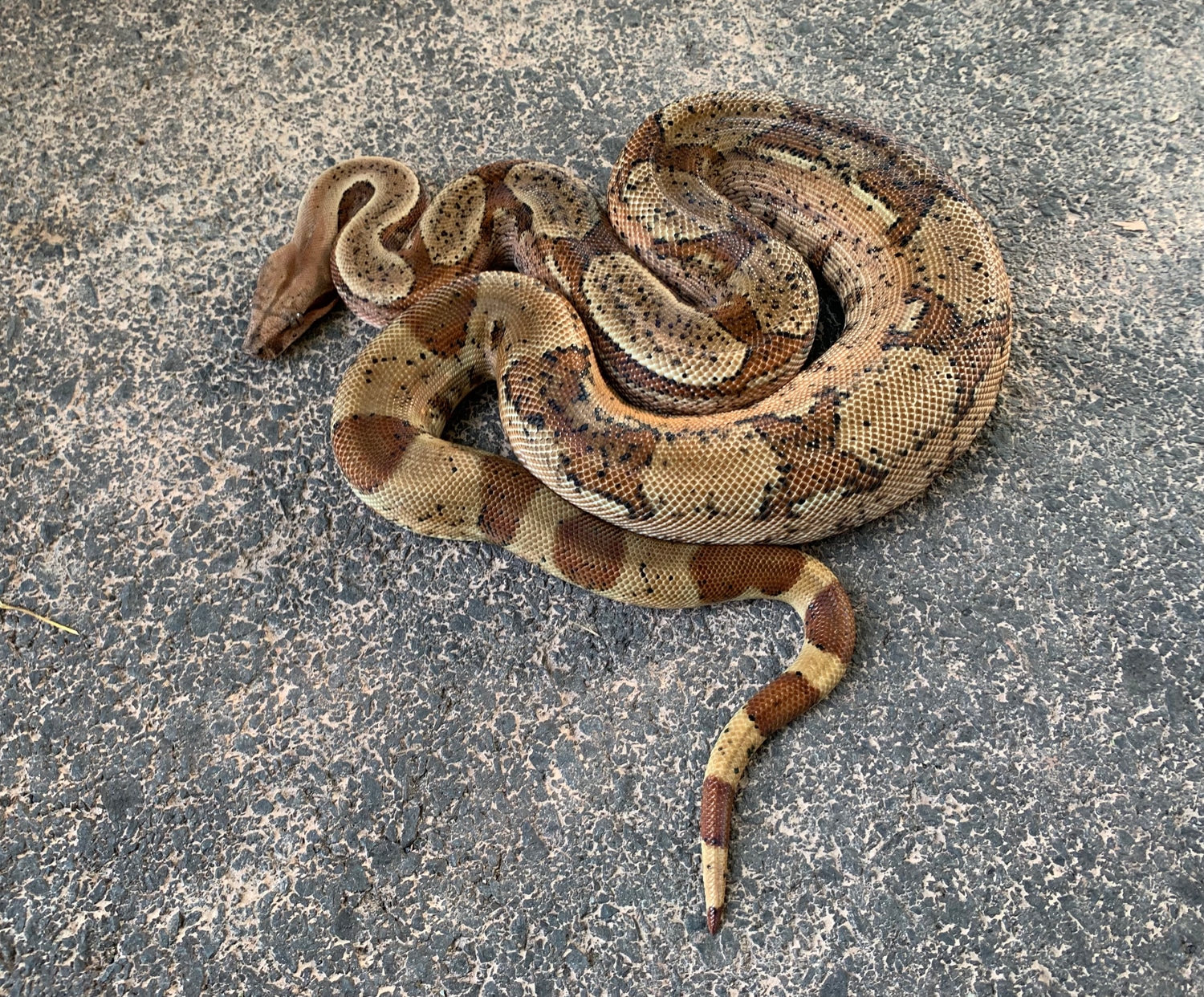 Sonoran Hypo Het Leopard Boa Constrictor by The Seventh Serpent ...