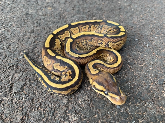 Specter Paint Ball Python by The Seventh Serpent
