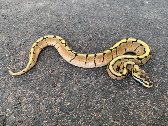Fire Spider Specter/YB Ball Python by The Seventh Serpent