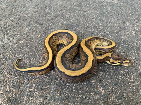 Super Red Stripe HGG Ball Python by The Seventh Serpent