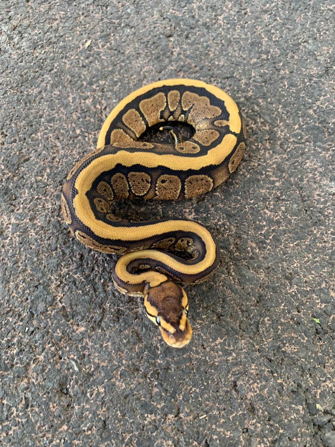 Red Stripe HGG Ball Python by The Seventh Serpent - MorphMarket