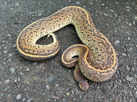 Black Head Het Ultramel Group 1.1 Ball Python by The Seventh Serpent