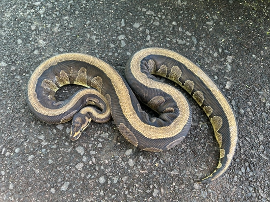 Red Devil Ball Python by The Seventh Serpent