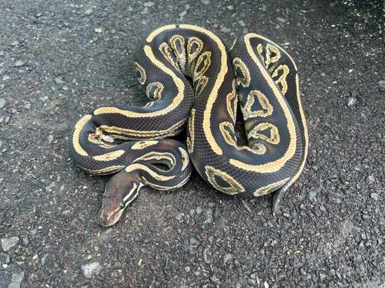 Nightbringer Het Clown Ball Python by The Seventh Serpent