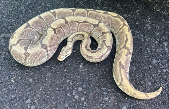 Fire Spider Yellowbelly Ball Python by The Seventh Serpent