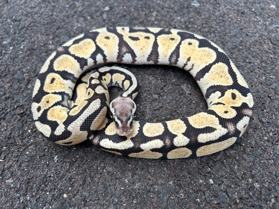 Redhead Pastel Het Hypo 50% Het Puzzle Ball Python by The Seventh Serpent