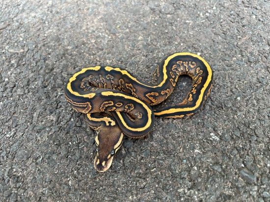 Black Pastel Yellowbelly Trick Pos Red Stripe Ball Python by The Seventh Serpent