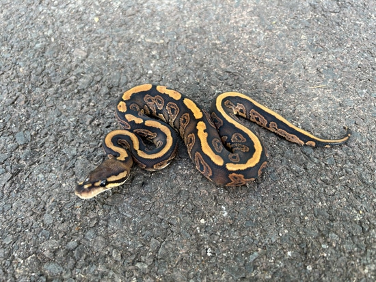 Black Pastel Red Stripe Ball Python by The Seventh Serpent