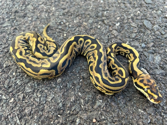 Leopard Spotnose 100% Het Clown Ball Python by The Seventh Serpent