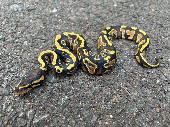 Black Head Yellowbelly Ball Python by The Seventh Serpent