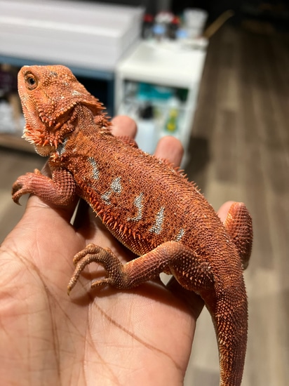 75% Red Monster Hypo LB 100% Het Trans Central Bearded Dragon by The ...