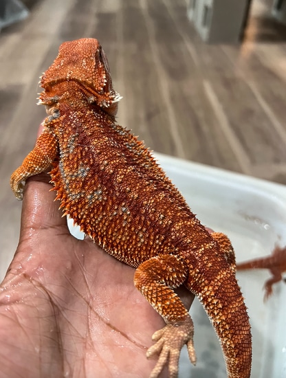 75% Red Monster Hypo Genetic Stripe Het Trans Central Bearded Dragon by ...