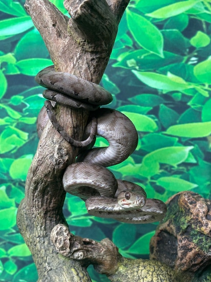 Garden Phase Amazon Tree Boa (Corallus Hortulana) by The Shed (Reptiles)