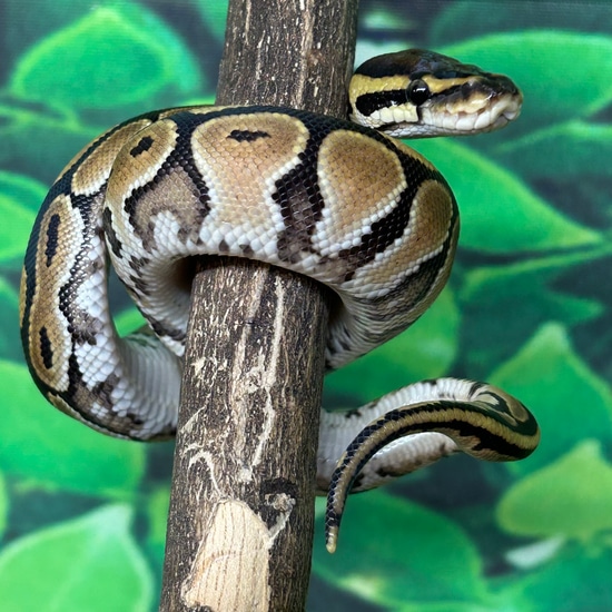 Baby Normal Ball Python by The Shed (Reptiles)