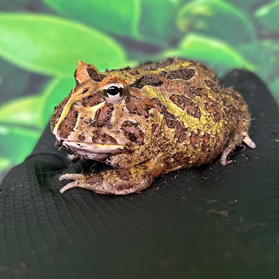 Young Pac-Man Frog Pacman Frog by The Shed (Reptiles)
