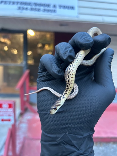San Diego Gopher Snake by The Shed (Reptiles)