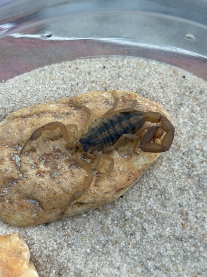 Striped Bark Scorpion by The Shed (Reptiles)