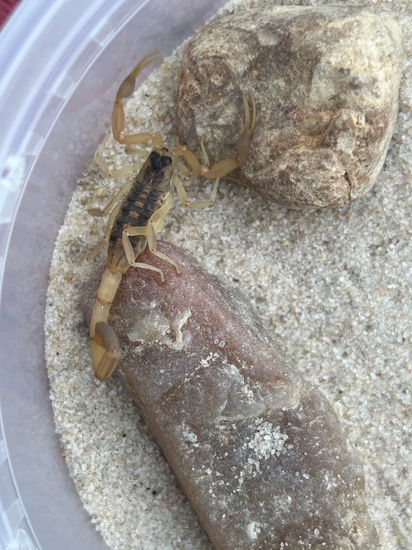 Striped Bark Scorpion by The Shed (Reptiles)