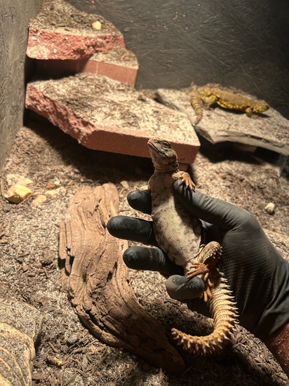 Niger Yellow Uromastyx Female by The Shed (Reptiles)