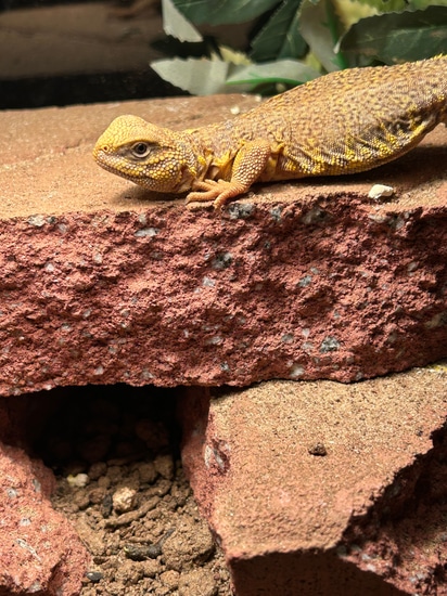 Baby Niger Uromastyx Unsexed by The Shed (Reptiles)