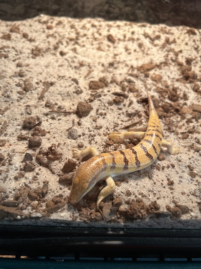 Sand Fish Skink More Skink by The Shed (Reptiles)