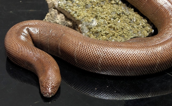 Adult Female Indian Sand Boa by The Snake Guru