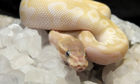 Crystal Ball Python by The Snake Guru
