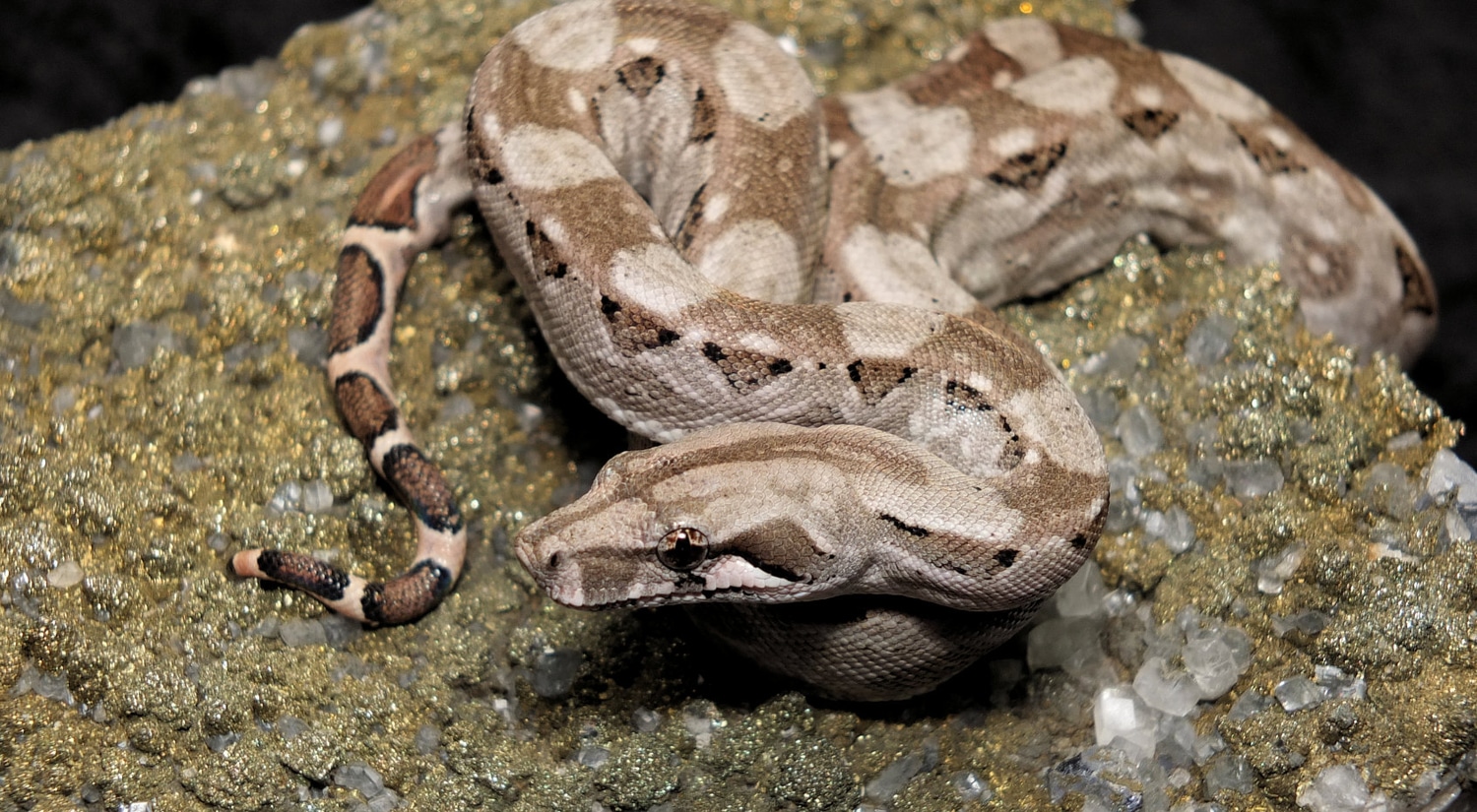 Cay Caulker Boa Boa Constrictor by The Snake Guru - MorphMarket