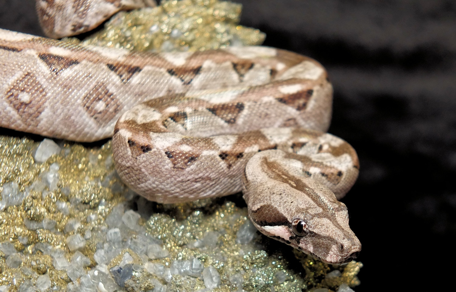 Cay Caulker Boa Boa Constrictor by The Snake Guru - MorphMarket