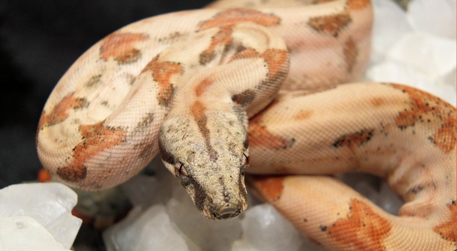 Sunset Boa Boa Constrictor by The Snake Guru - MorphMarket
