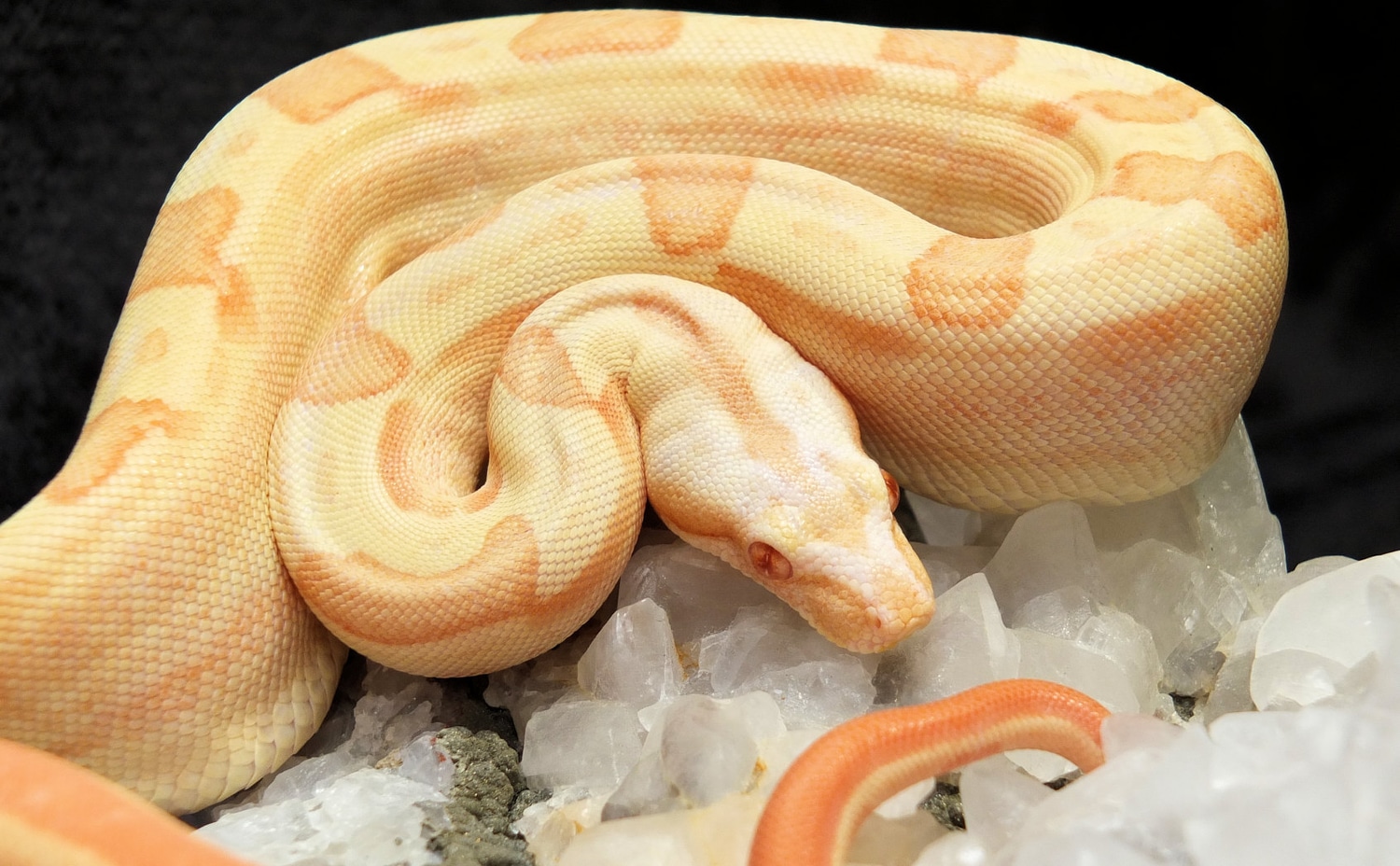 Motley Sunglow Boa Constrictor by The Snake Guru - MorphMarket