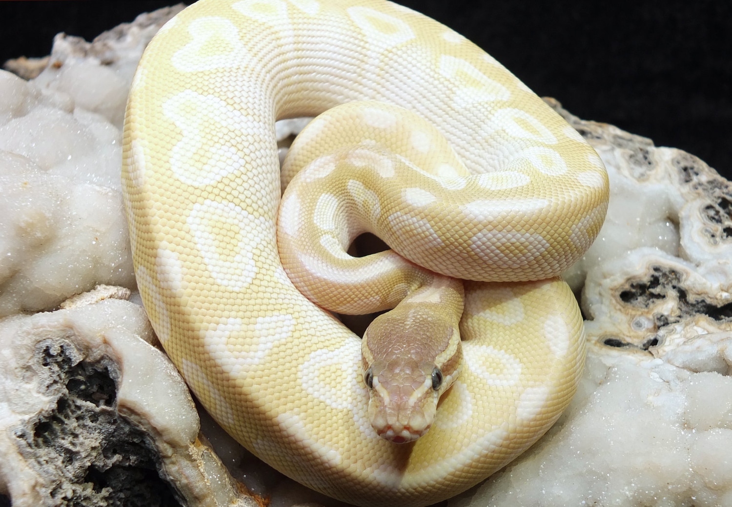 Crystal 2022 - Free Shipping (New Pic) Ball Python by The Snake Guru ...