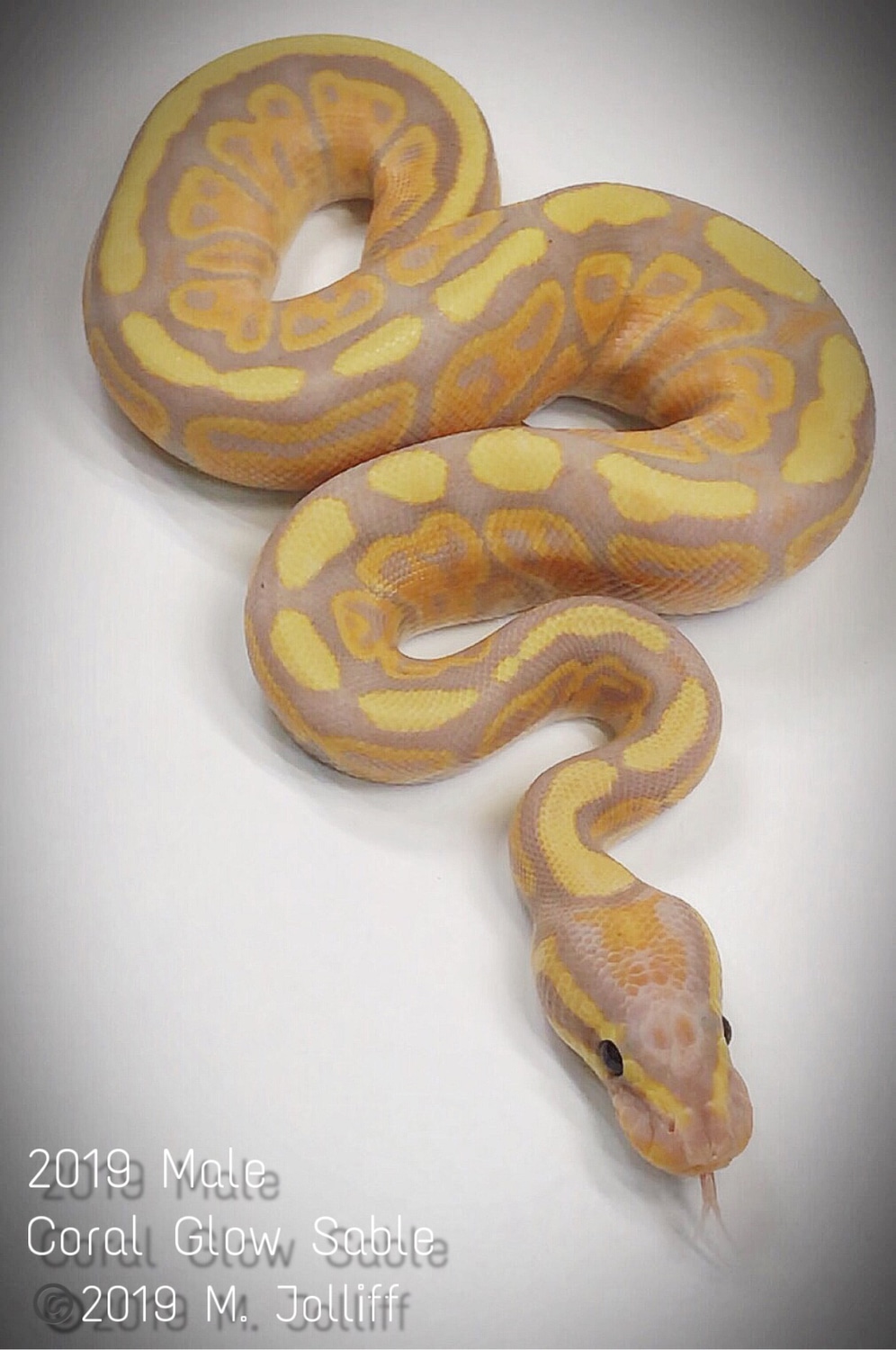 Coral Glow Sable Ball Python by The Rat Trap, LLC - MorphMarket