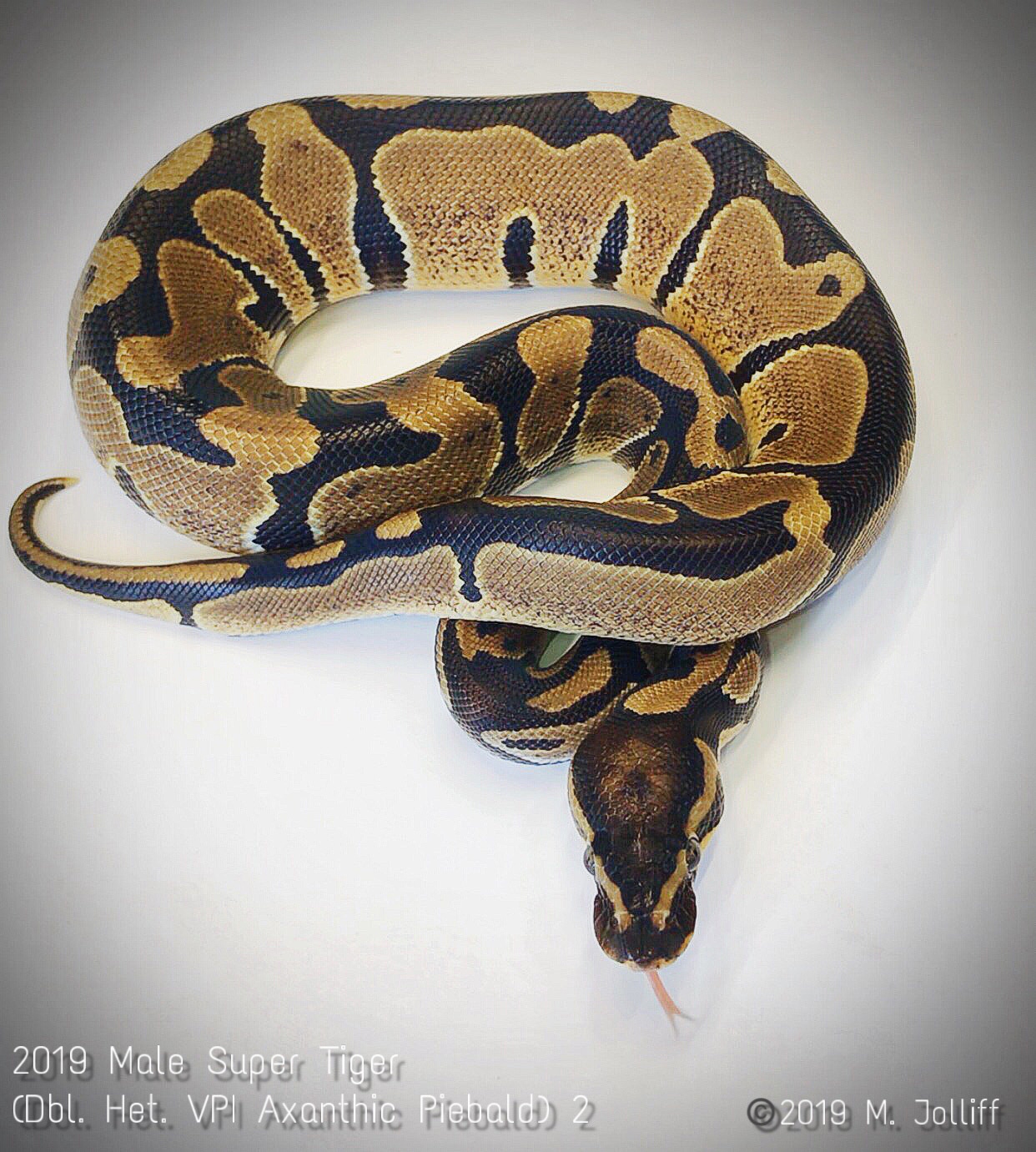 Super Tiger (Dbl. Het. VPI Axanthic Piebald) Ball Python by The Rat ...