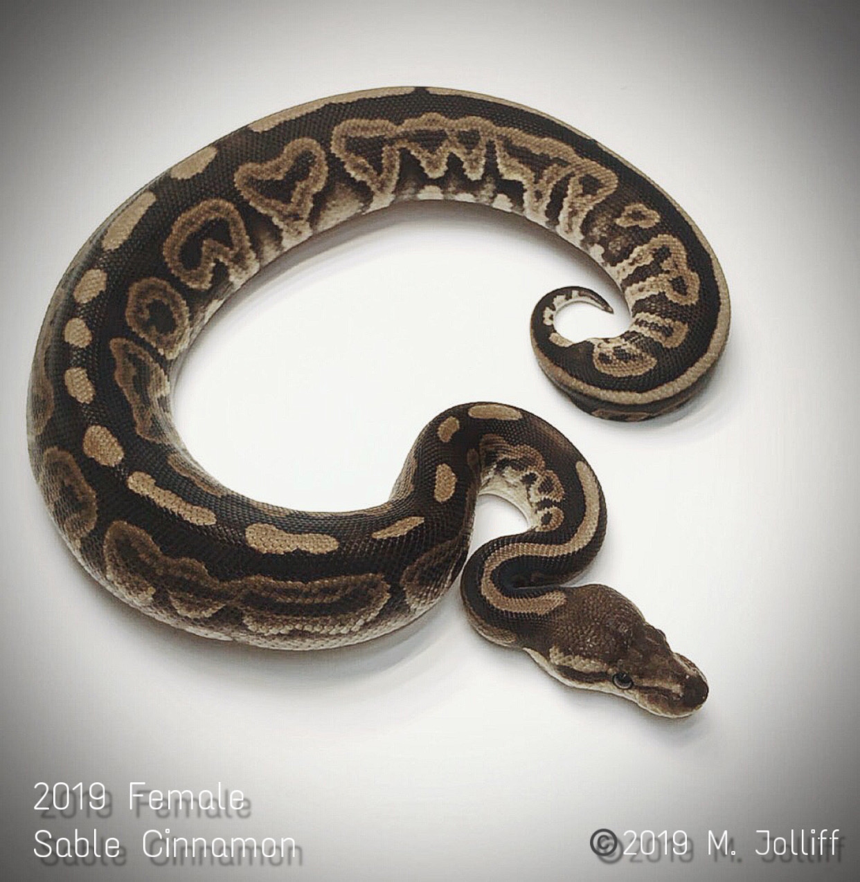 Sable Cinnamon Ball Python by The Rat Trap, LLC - MorphMarket