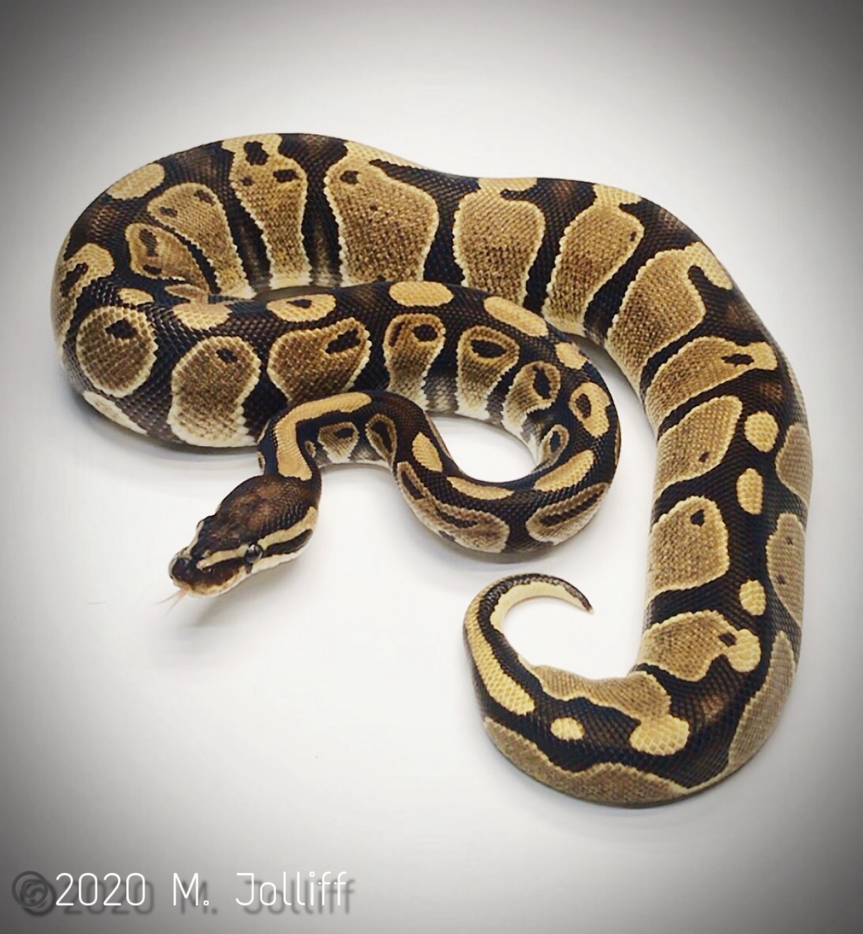 Double Heterozygous VPI Axanthic Piebald Ball Python by The Rat Trap ...