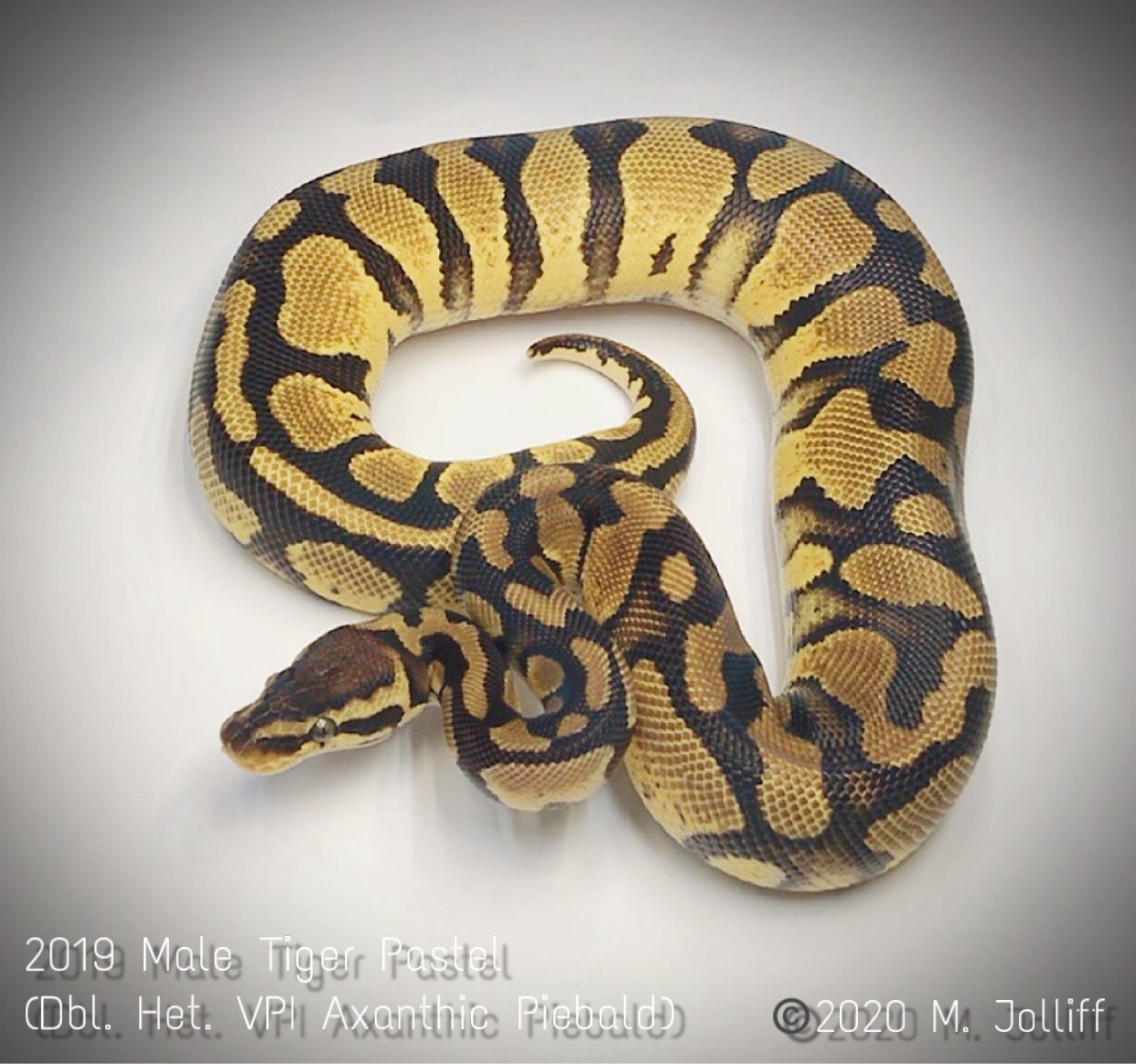 Tiger Pastel (Dbl. Het. VPI Axanthic Piebald) Ball Python by The Rat ...