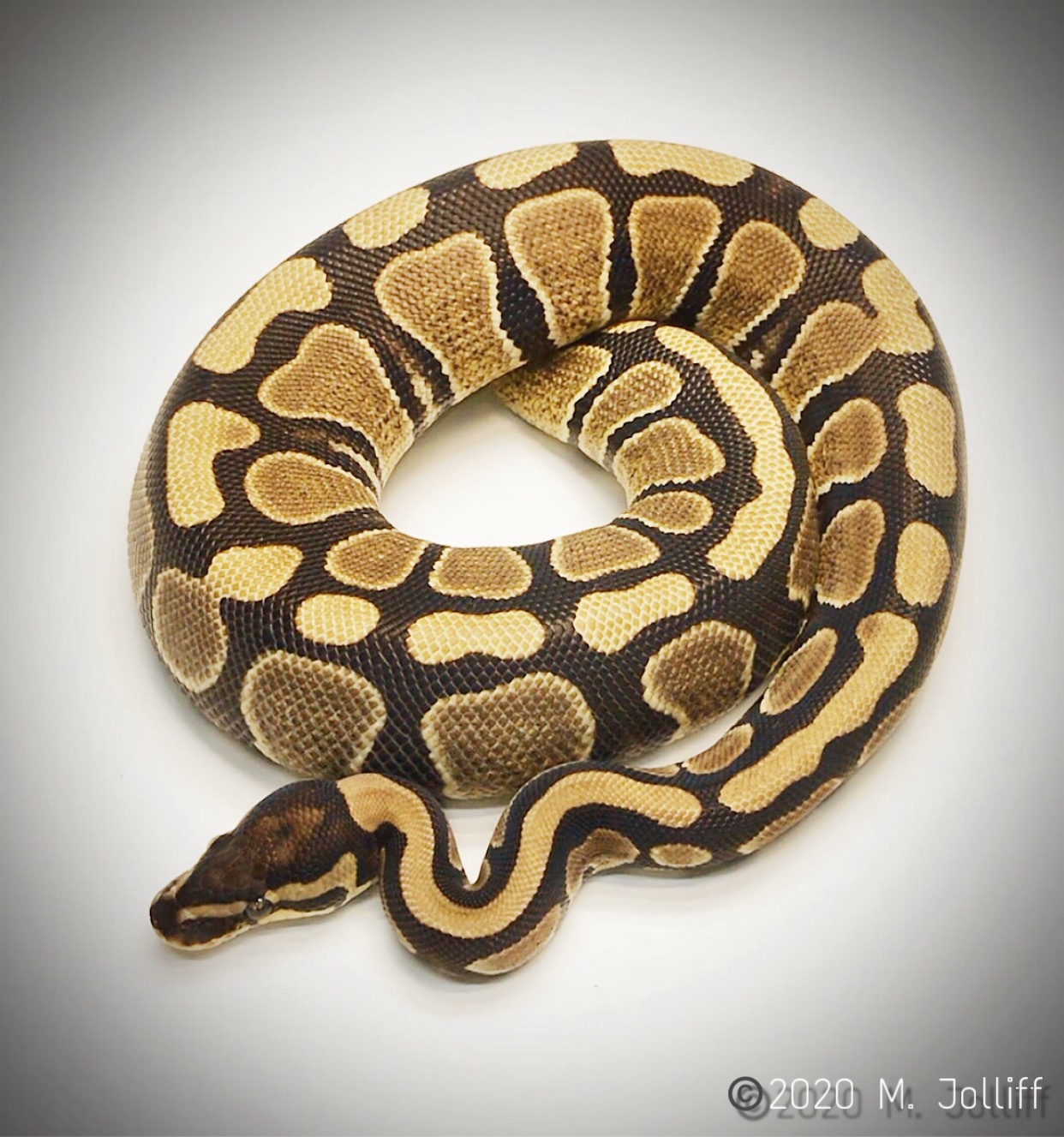 Tiger Het VPI Axanthic Het Piebald Ball Python by The Rat Trap, LLC ...