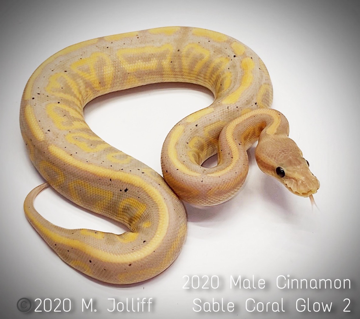 Cinnamon Sable Coral Glow Ball Python by The Rat Trap, LLC - MorphMarket