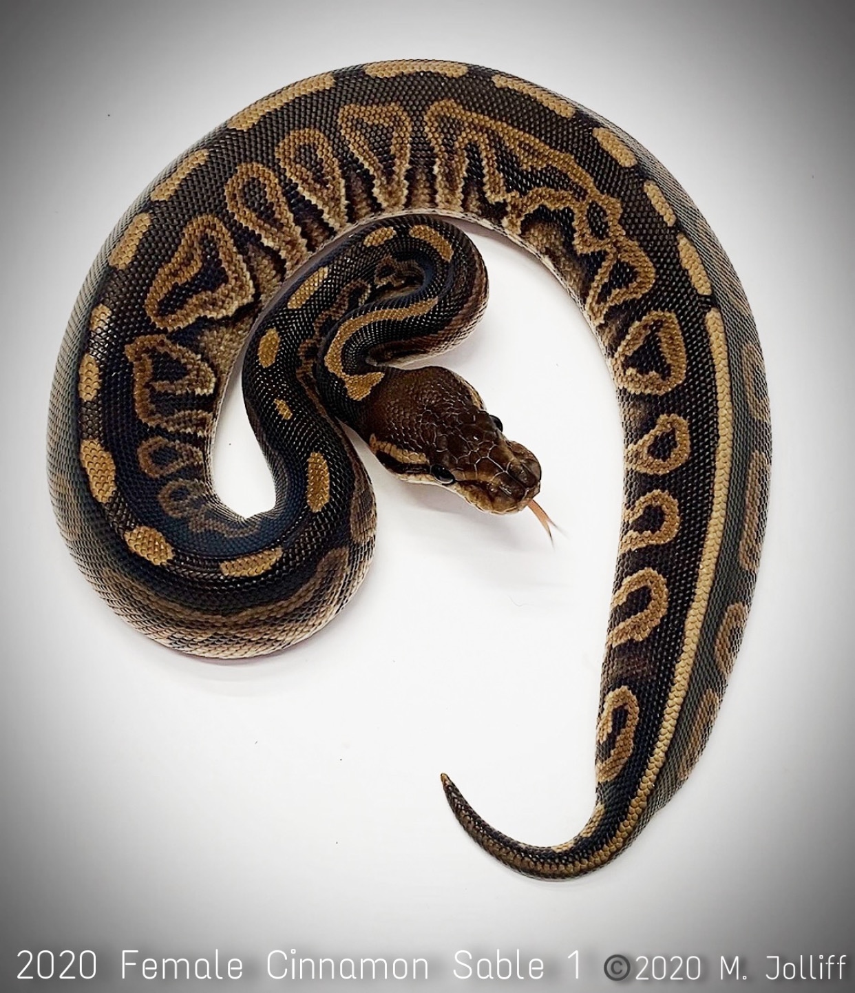 Cinnamon Sable Ball Python by The Rat Trap, LLC - MorphMarket