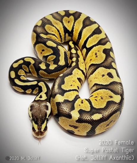 Super Pastel Tiger (Het. Jolliff Axanthic) Ball Python by The Rat Trap, LLC