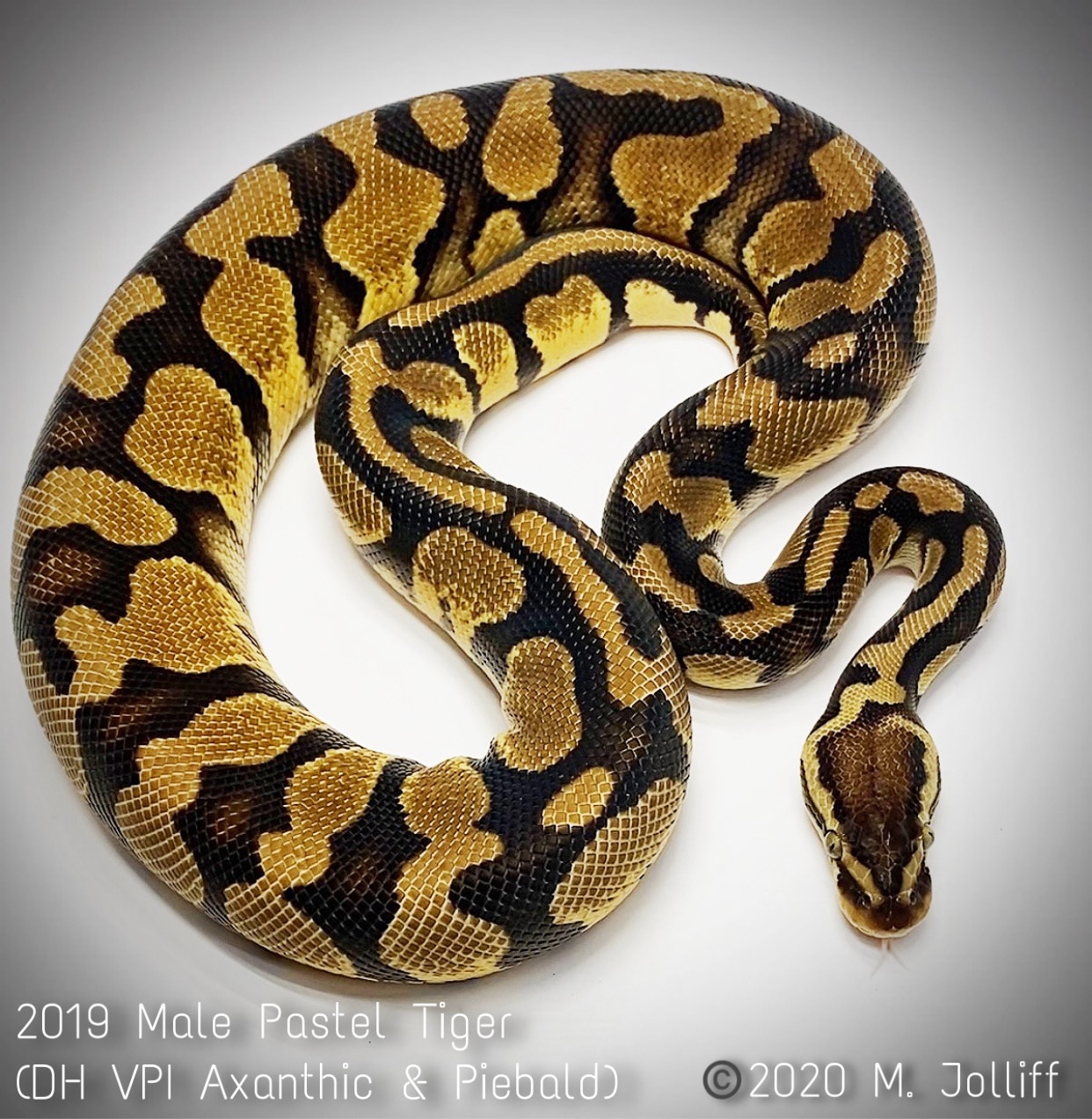 Pastel Tiger (DH VPI Axanthic & Piebald) Ball Python by The Rat Trap ...