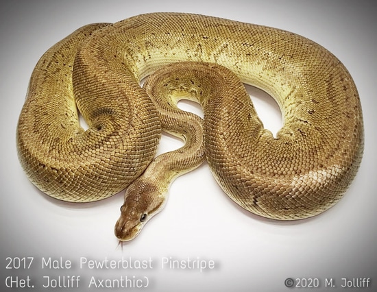 Pewter Pinstripe (Het. Jolliff Axanthic) Ball Python by The Rat Trap, LLC