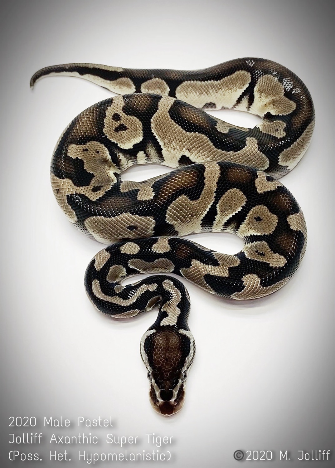 Pastel Jolliff Axanthic Super Tiger Poss. Het. Hypomelanistic Ball ...