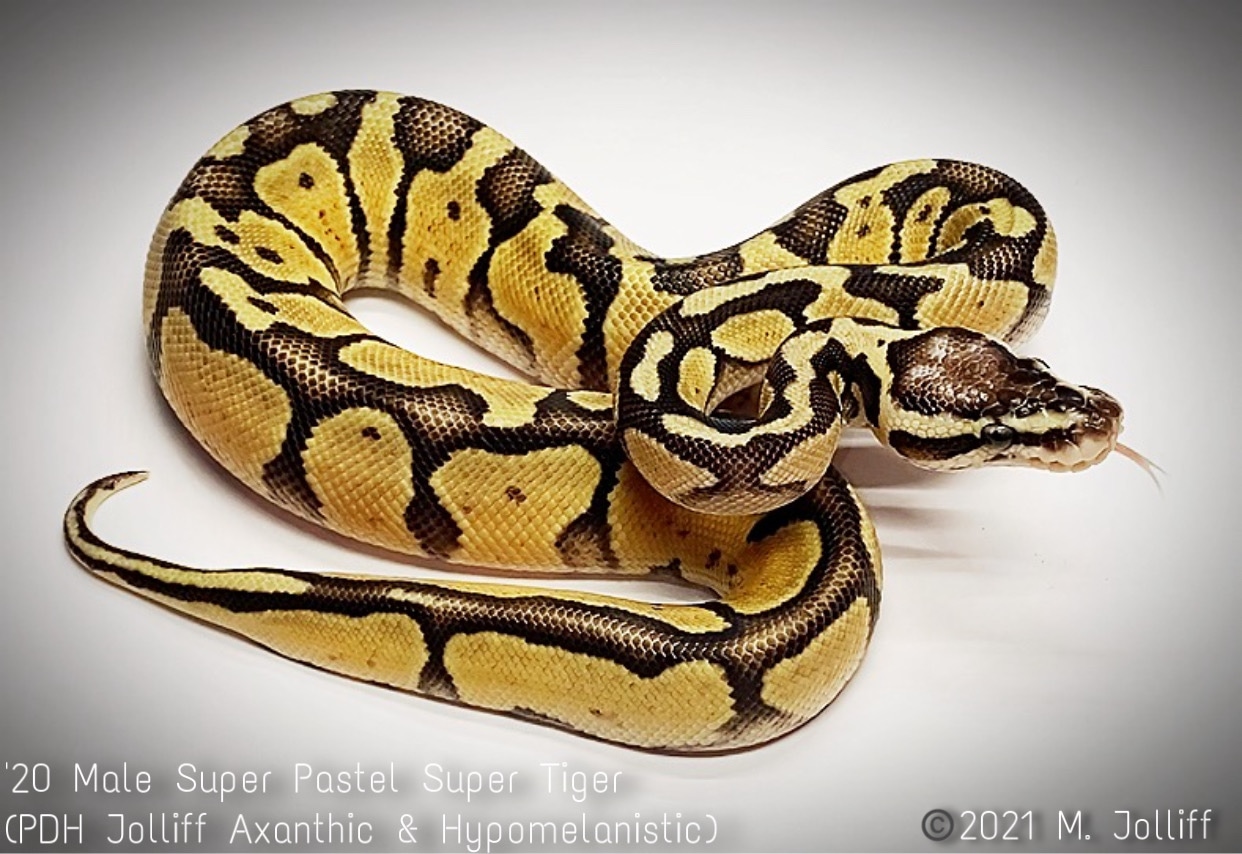 Super Pastel Super Tiger (Possible Het. Jolliff Axanthic & Possible Het ...