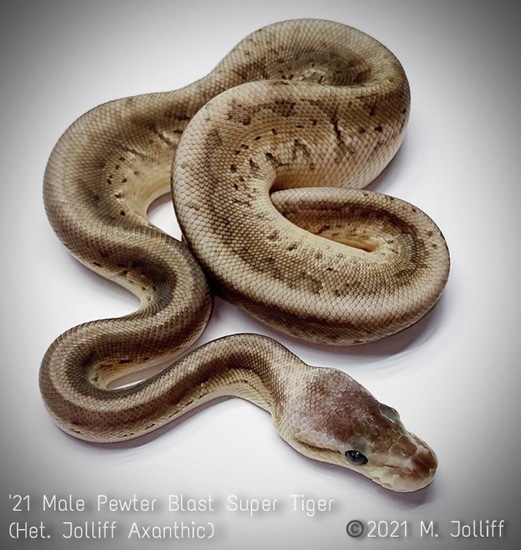 Pewter Pinstripe Super Tiger (Het. Jolliff Axanthic) Ball Python by The ...