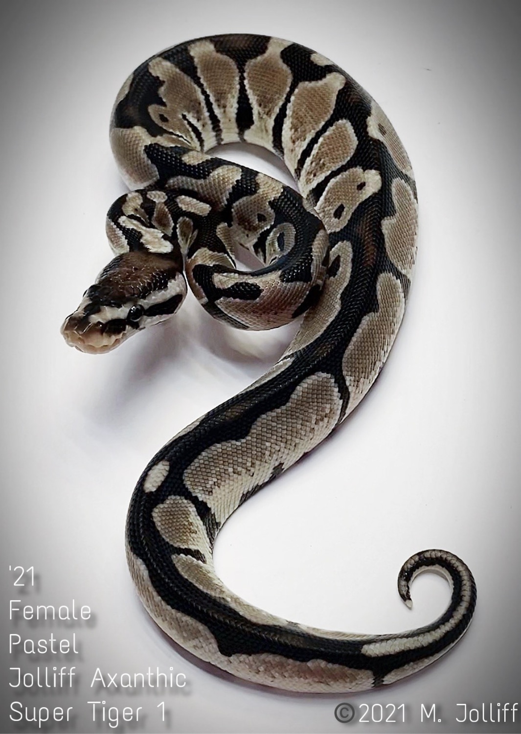 Jolliff Axanthic Pastel Super Tiger Ball Python by The Rat Trap, LLC ...