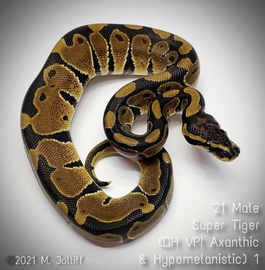 Super Tiger (DH VPI Axanthic & Hypomelanistic) Ball Python by The Rat ...